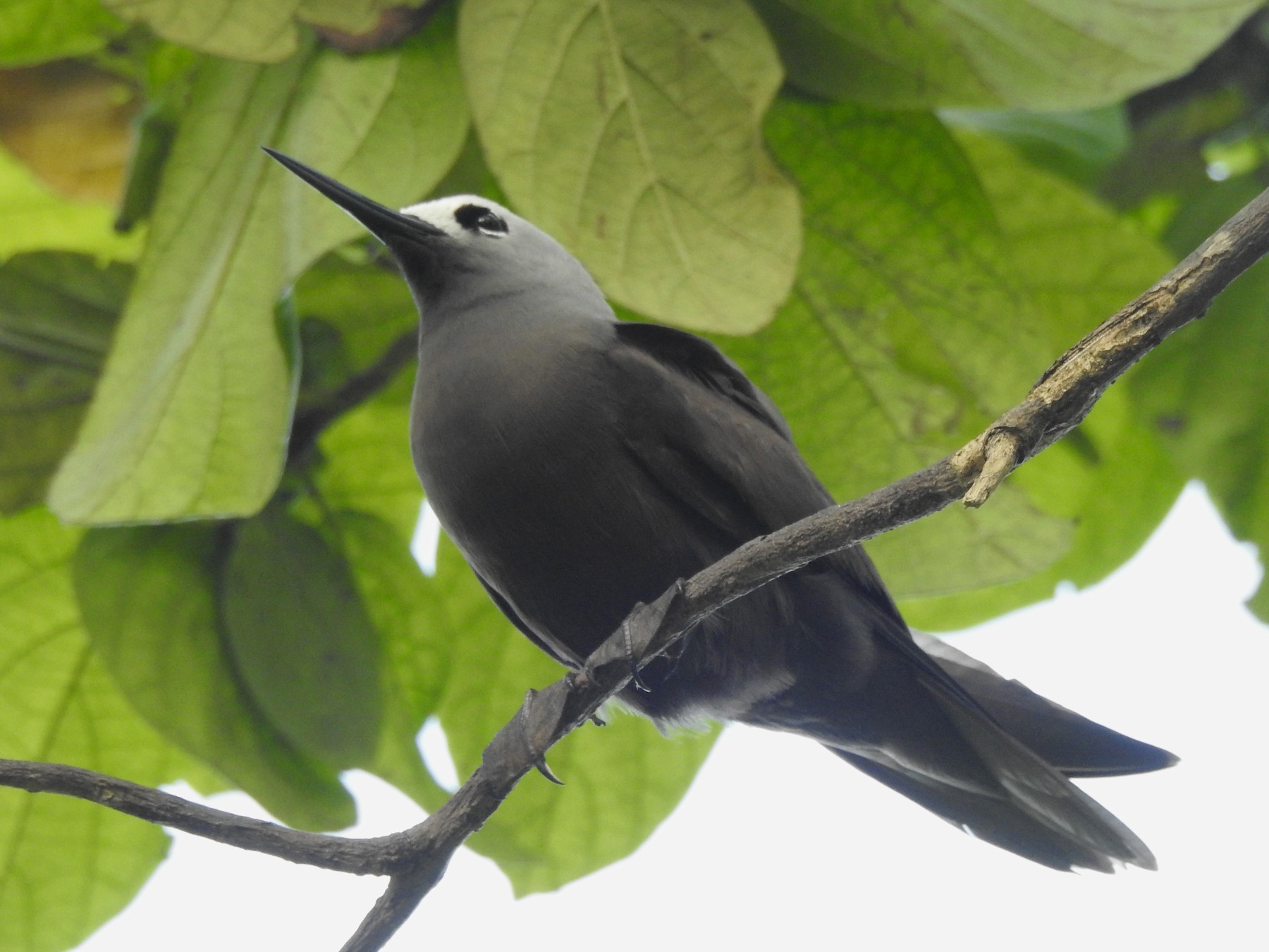 Lesser Noddy - eBird
