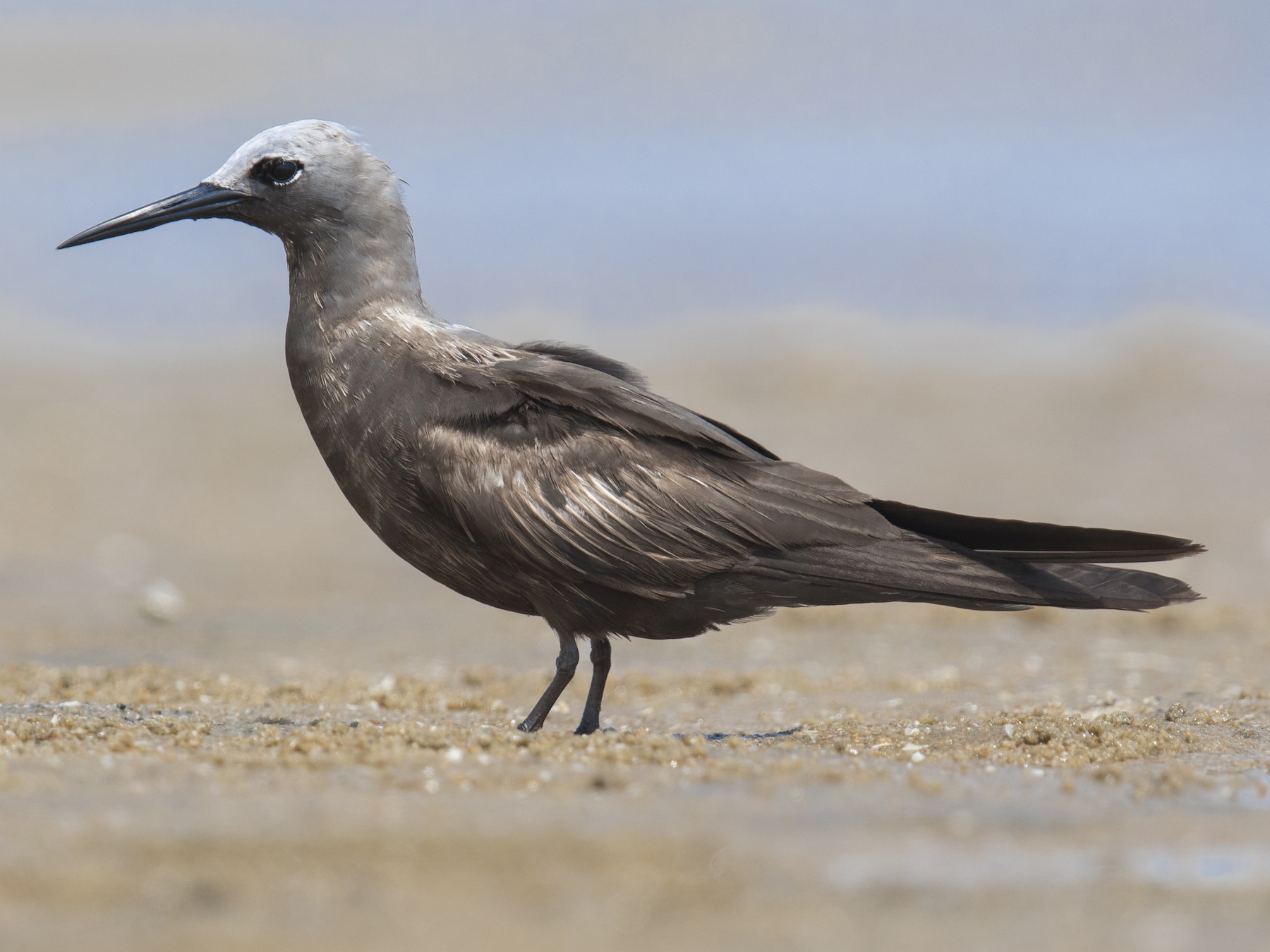 Lesser Noddy - eBird