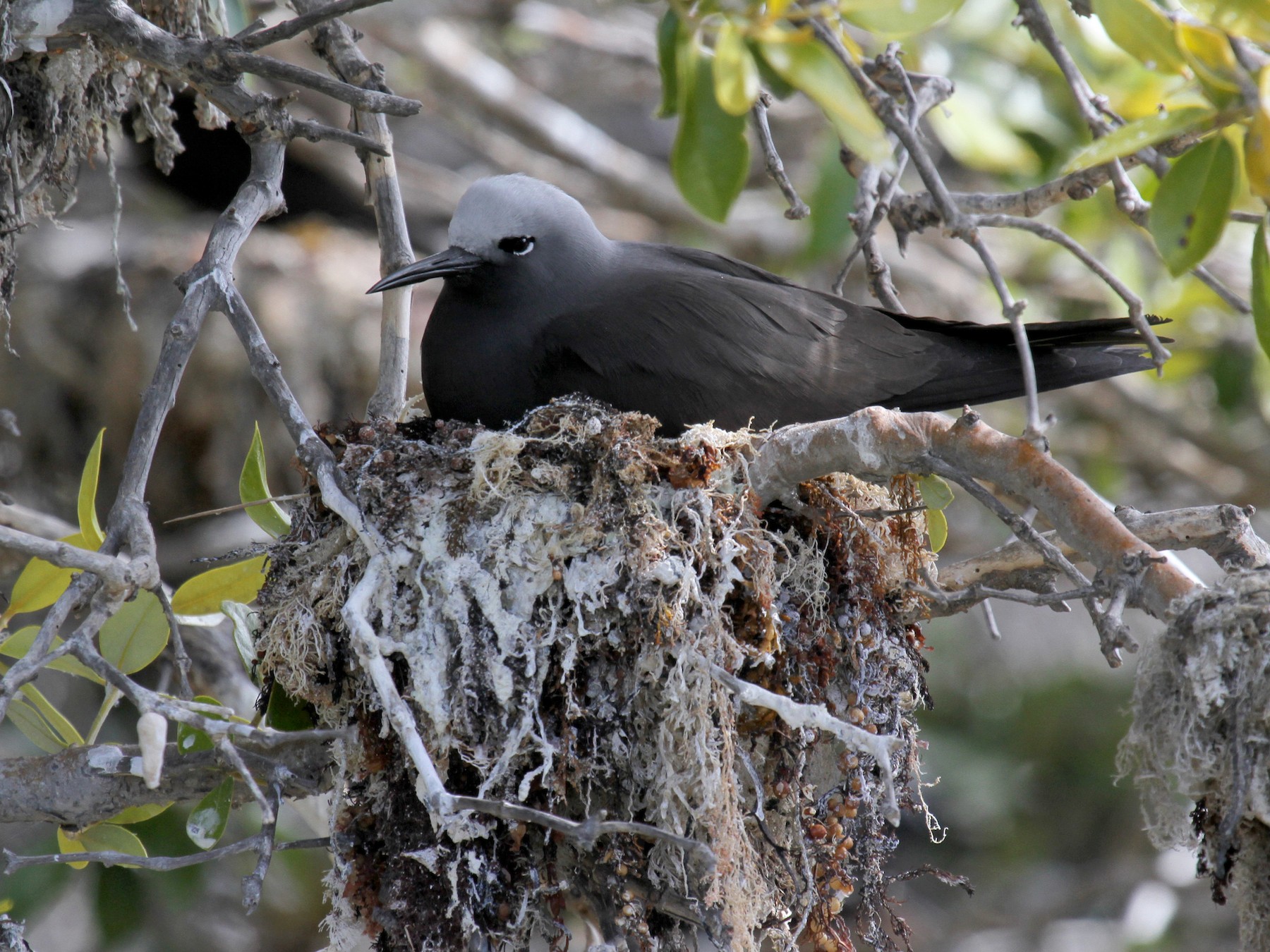 Lesser Noddy - eBird