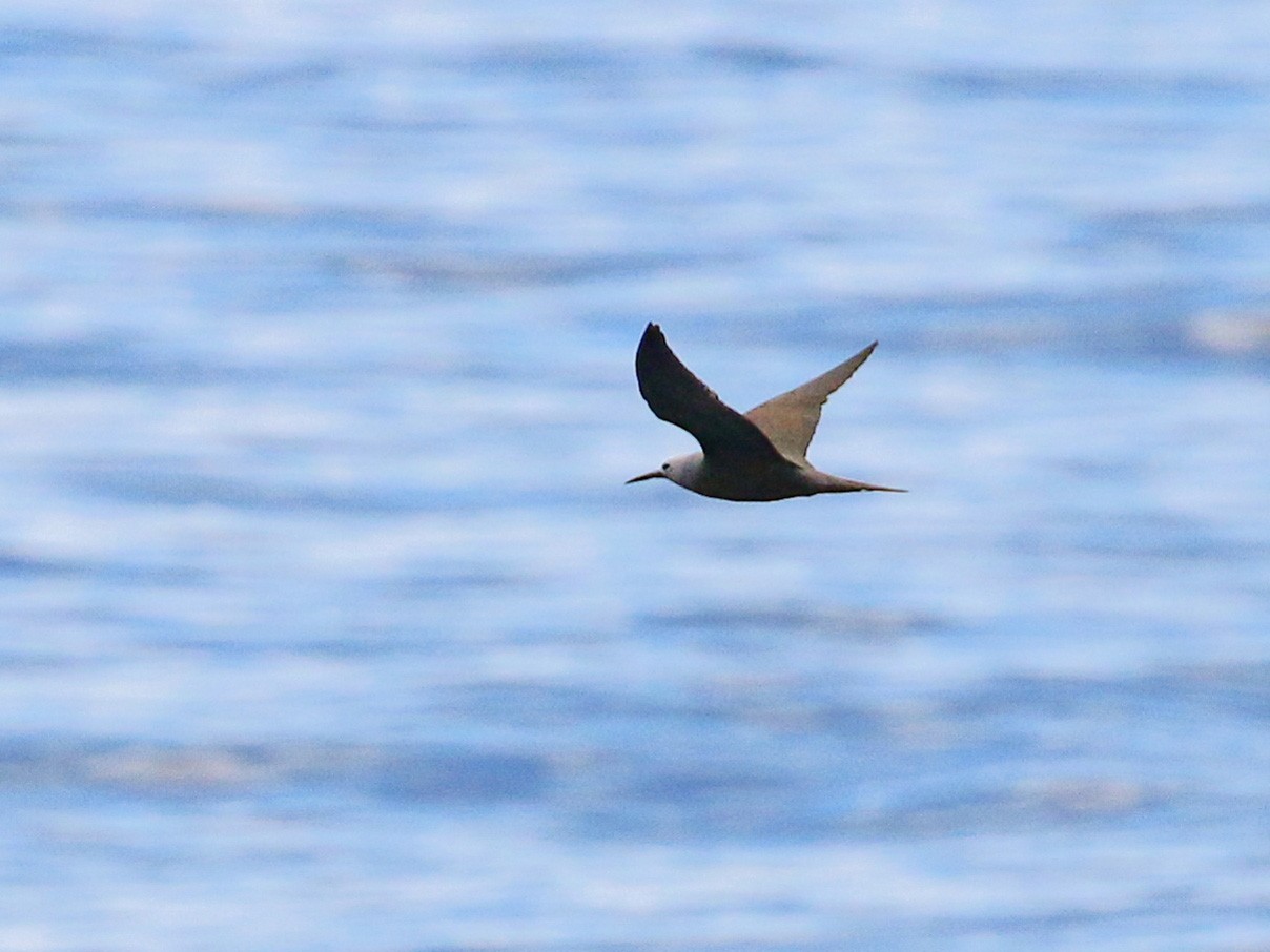Lesser Noddy - eBird