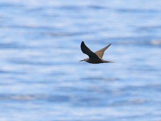 Lesser Noddy - eBird