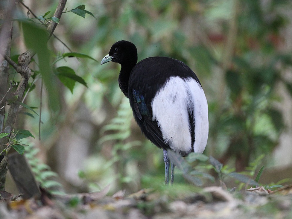 Pale-winged Trumpeter - eBird
