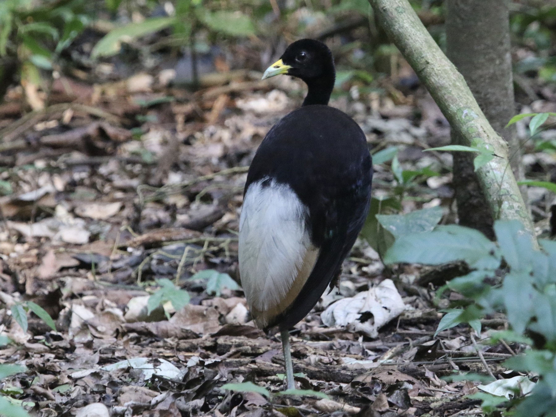 Pale-winged Trumpeter - eBird
