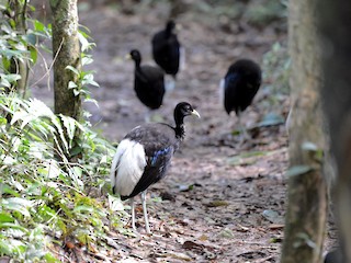 Pale-winged Trumpeter - eBird