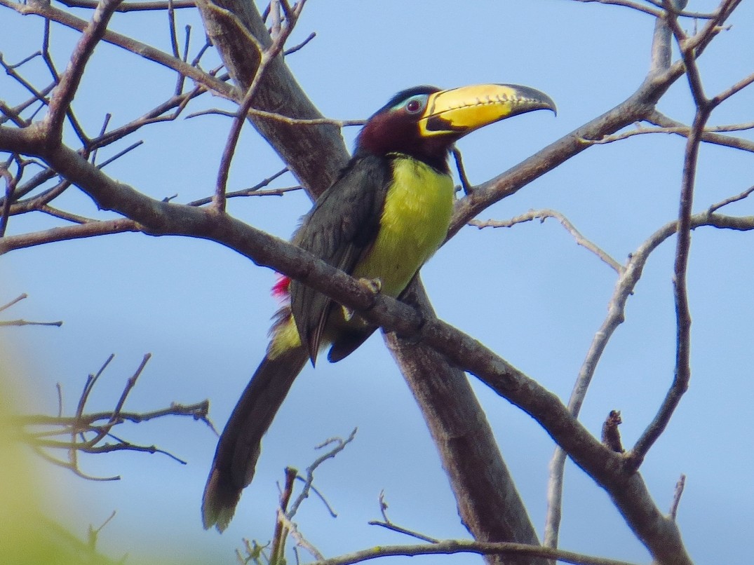 Lettered Aracari - eBird