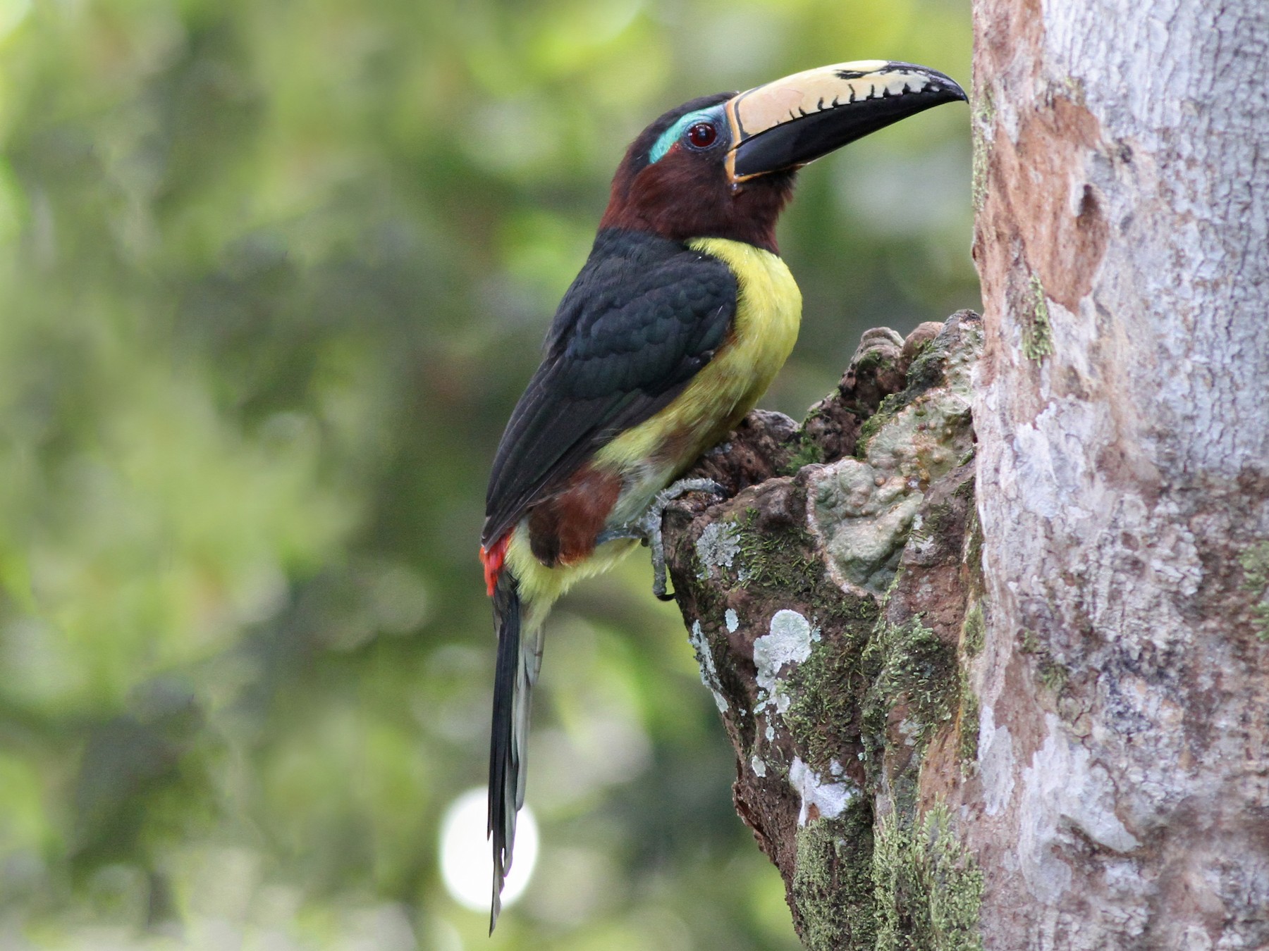 Lettered Aracari - eBird