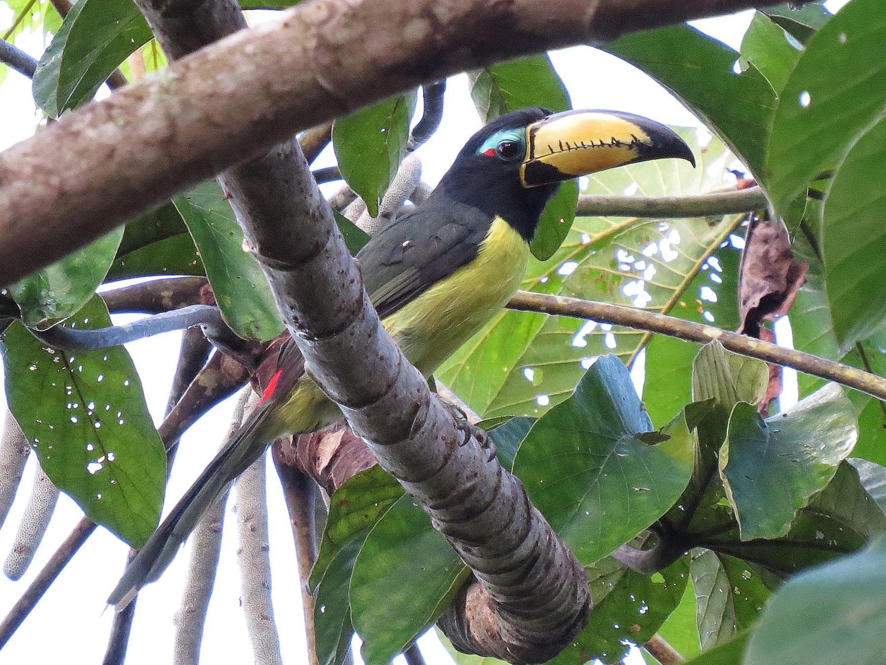 Lettered Aracari - eBird