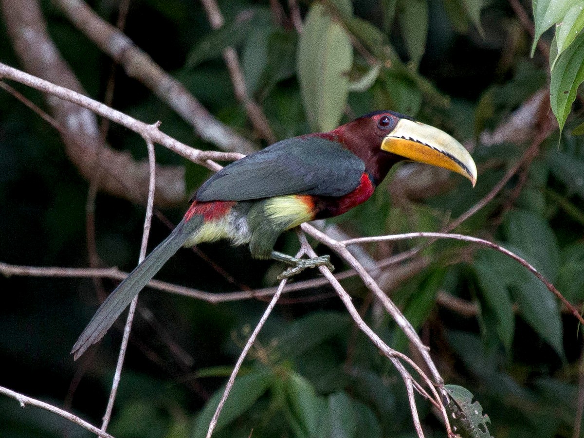 Ivory-billed Aracari - Pteroglossus azara - Birds of the World
