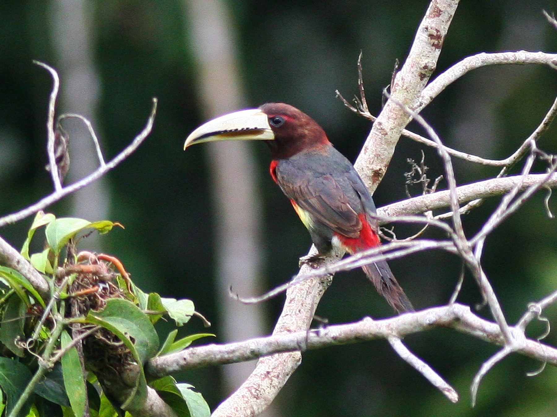 Ivory-billed/Brown-mandibled Aracari - eBird