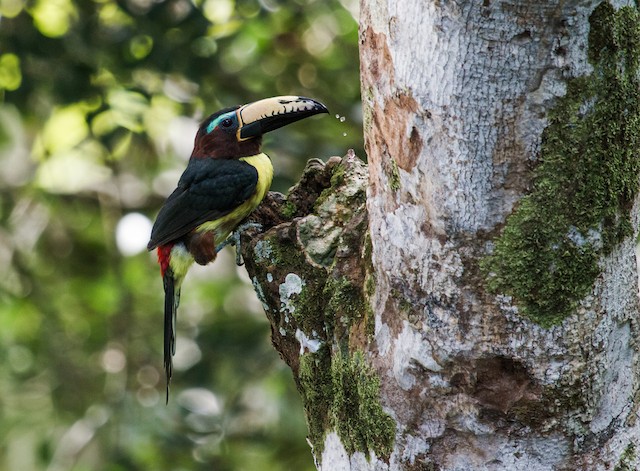 Lettered Aracari