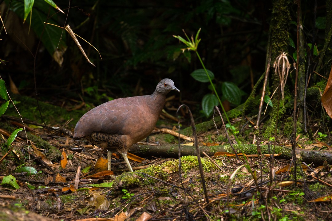 Tataupá Rojizo [grupo obsoletus] - eBird
