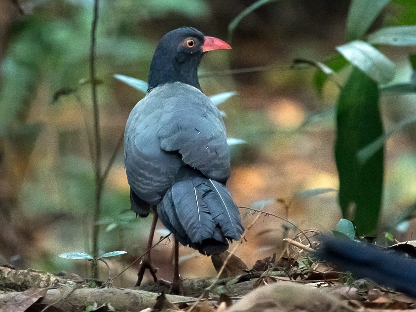 Coral-billed Ground-Cuckoo - eBird