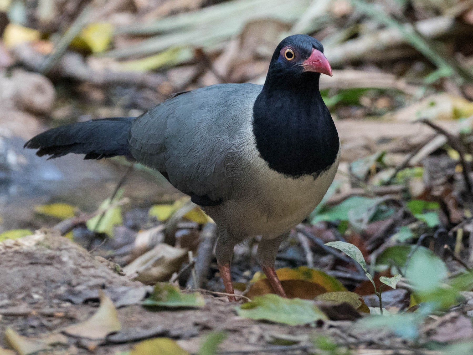 Coral-billed Ground-Cuckoo - eBird
