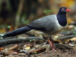 Coral-billed Ground-Cuckoo - eBird