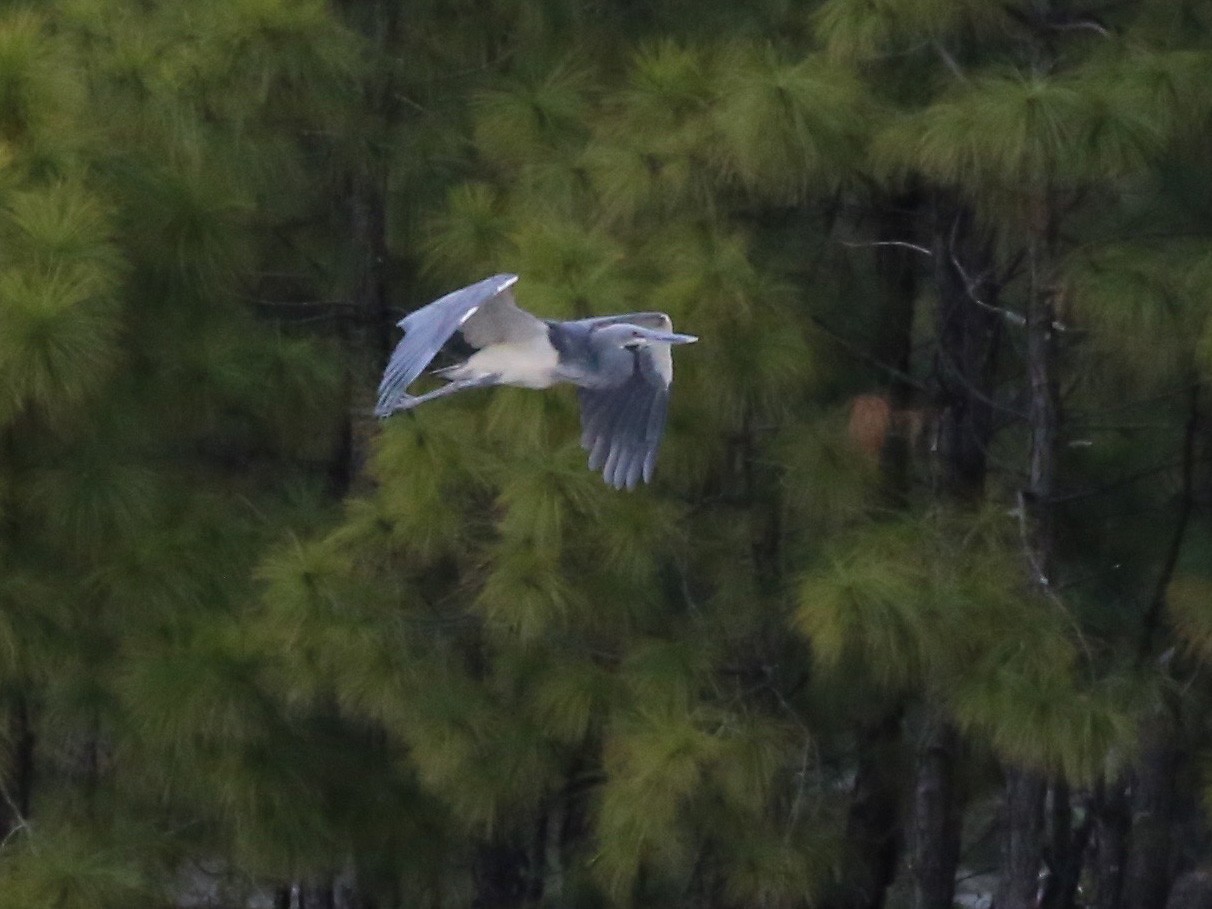 White-bellied Heron - eBird