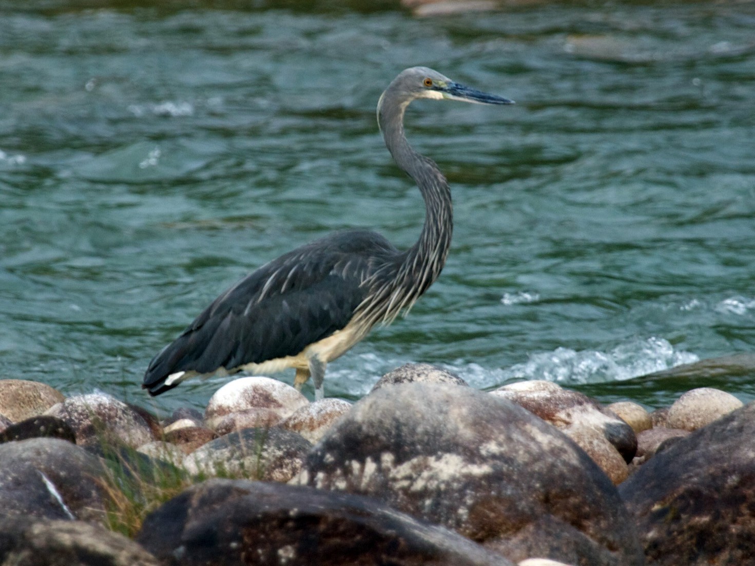 White-bellied Heron - eBird