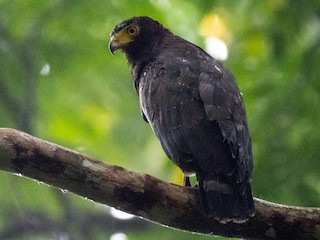Andaman Serpent-Eagle - eBird
