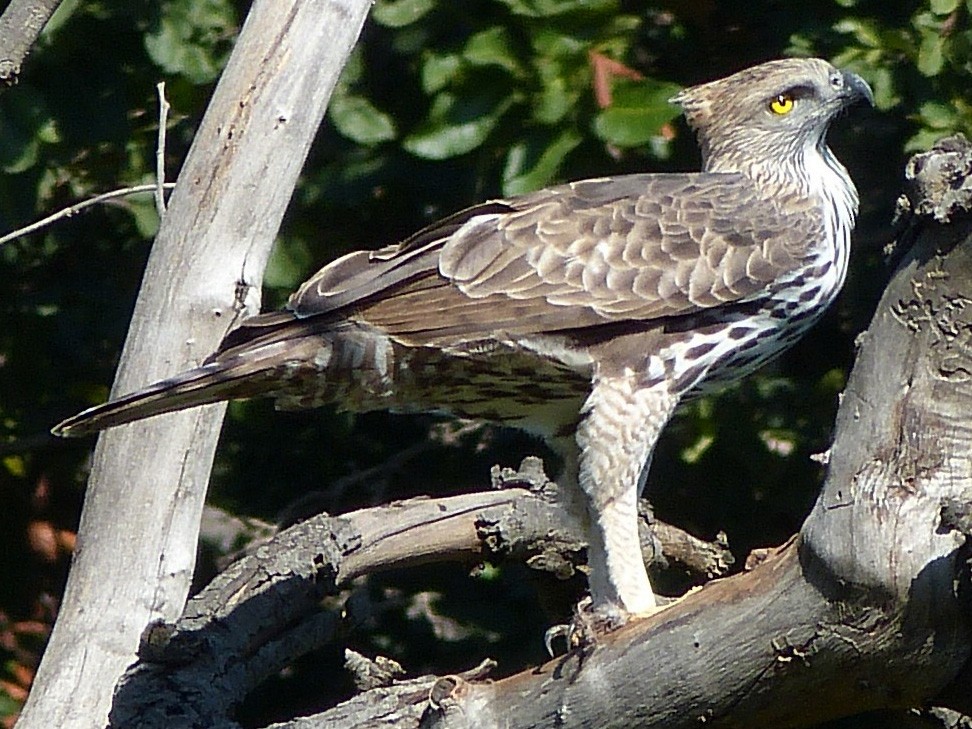 Changeable Hawk-Eagle - eBird