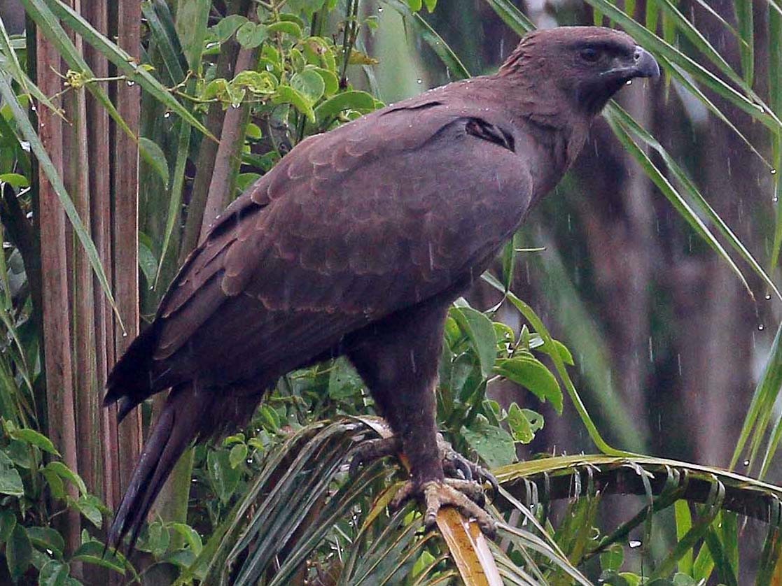Changeable Hawk-Eagle - eBird
