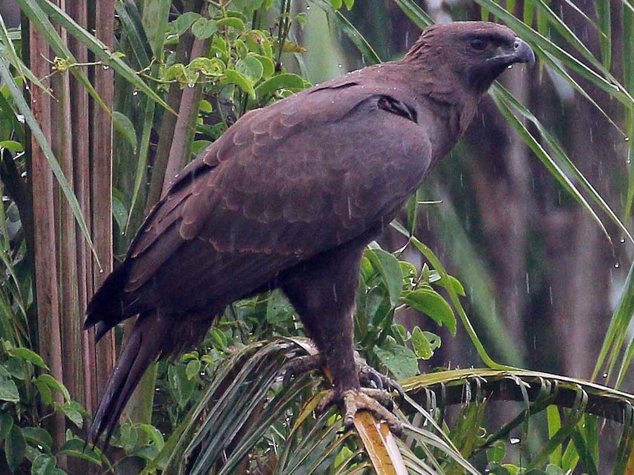Changeable Hawk-Eagle (Changeable) - eBird