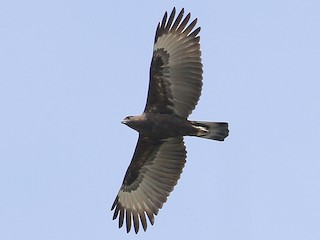 Changeable Hawk-Eagle - eBird