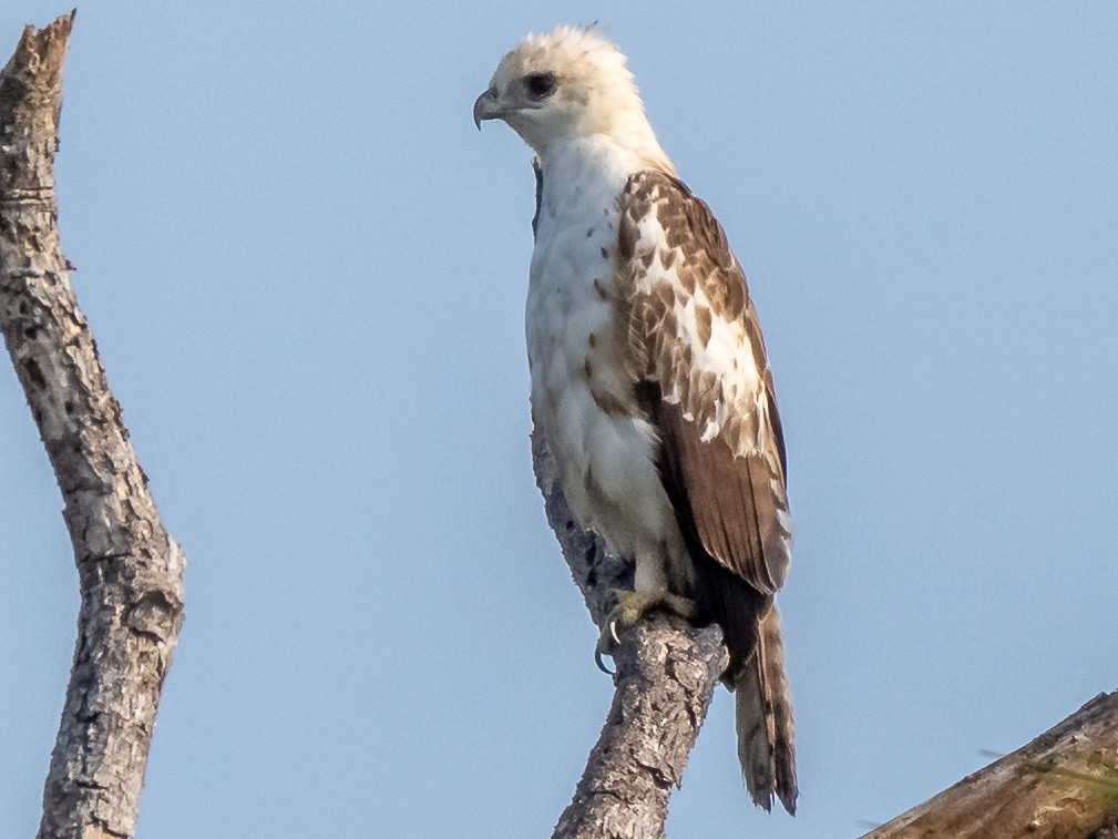 Changeable Hawk-Eagle (Changeable) - eBird