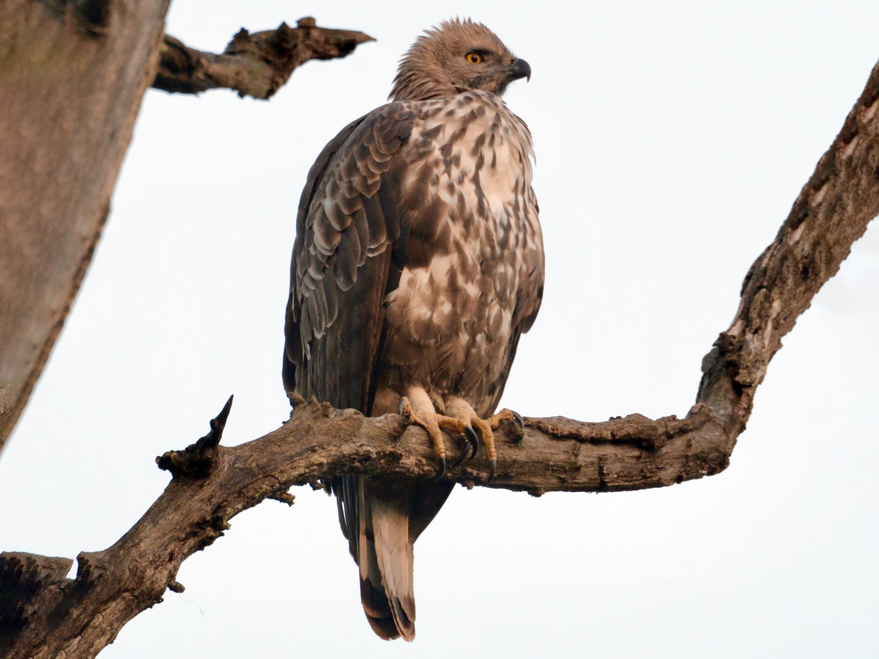 Elang brontok (grup limnaeetus) - eBird
