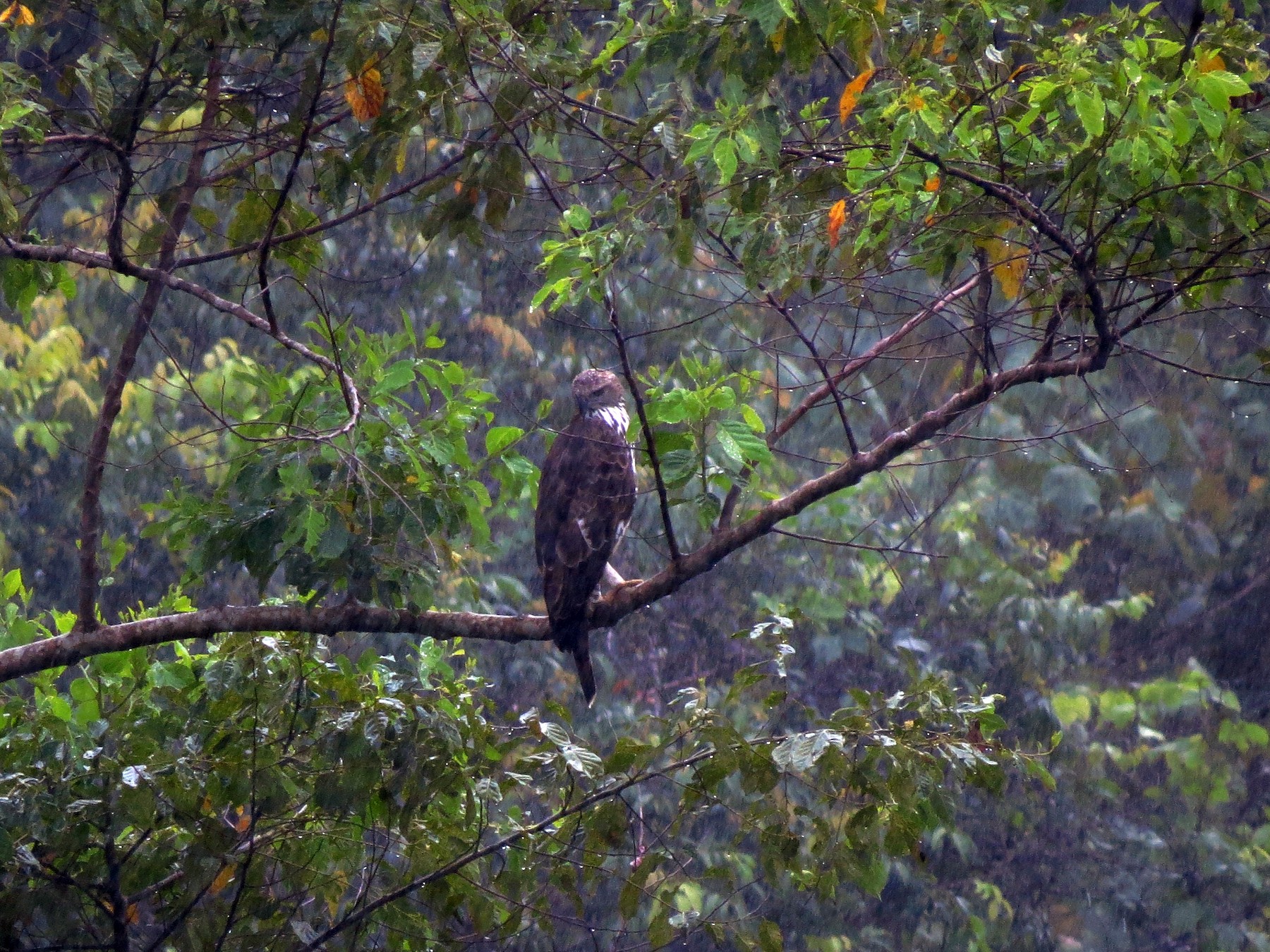 Changeable Hawk-Eagle (Changeable) - eBird