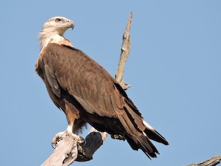 Pallas's Fish-Eagle - eBird