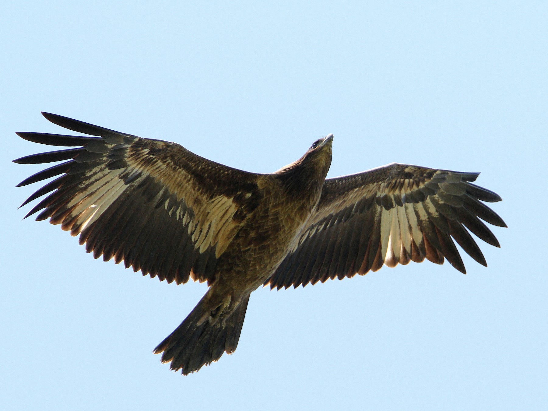 Pallas's Fish-Eagle - eBird