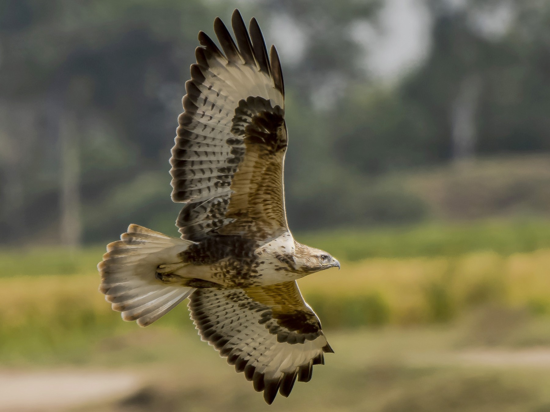 Himalayan Buzzard - eBird