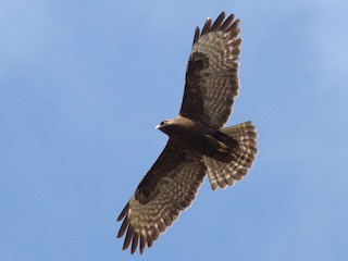 Common Buzzard - eBird