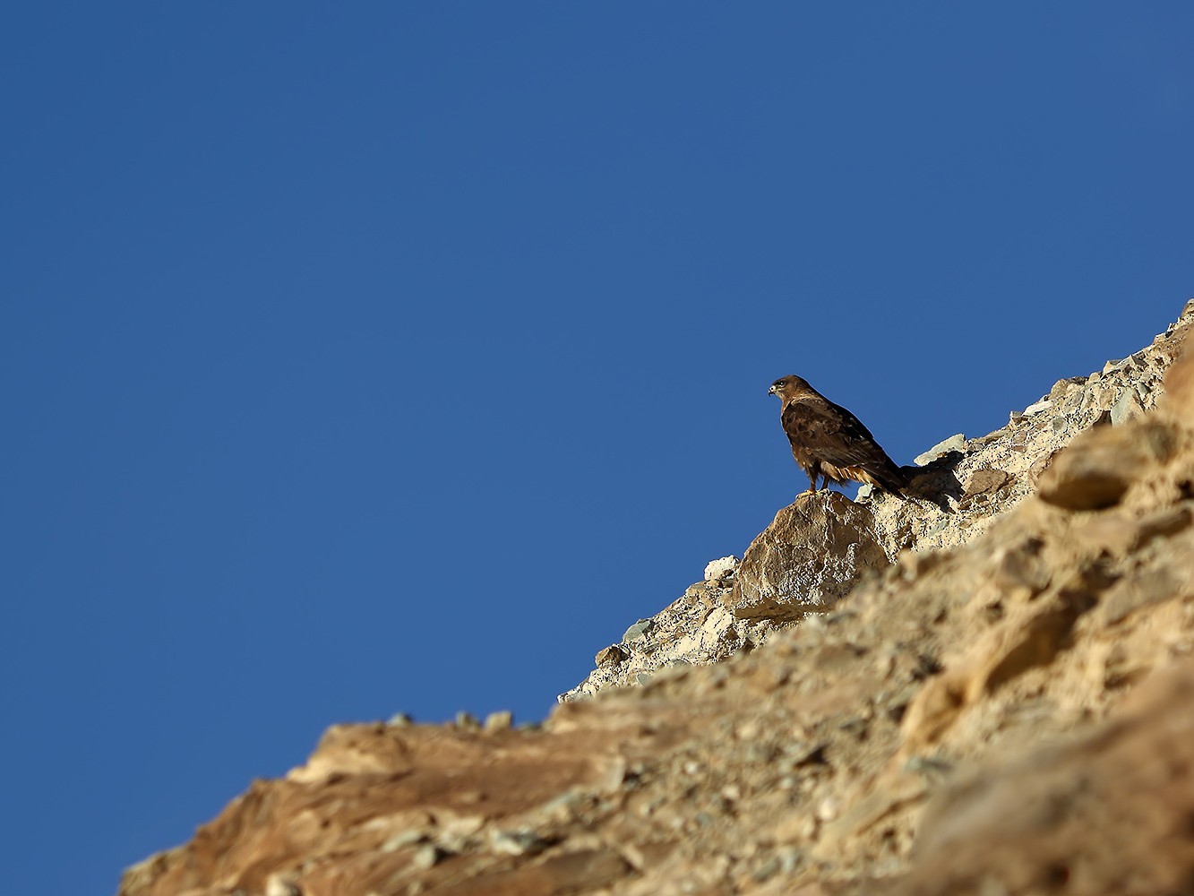 Upland Buzzard - eBird