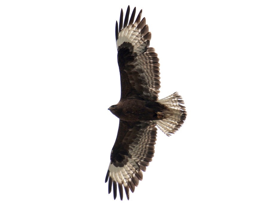 Upland Buzzard - eBird