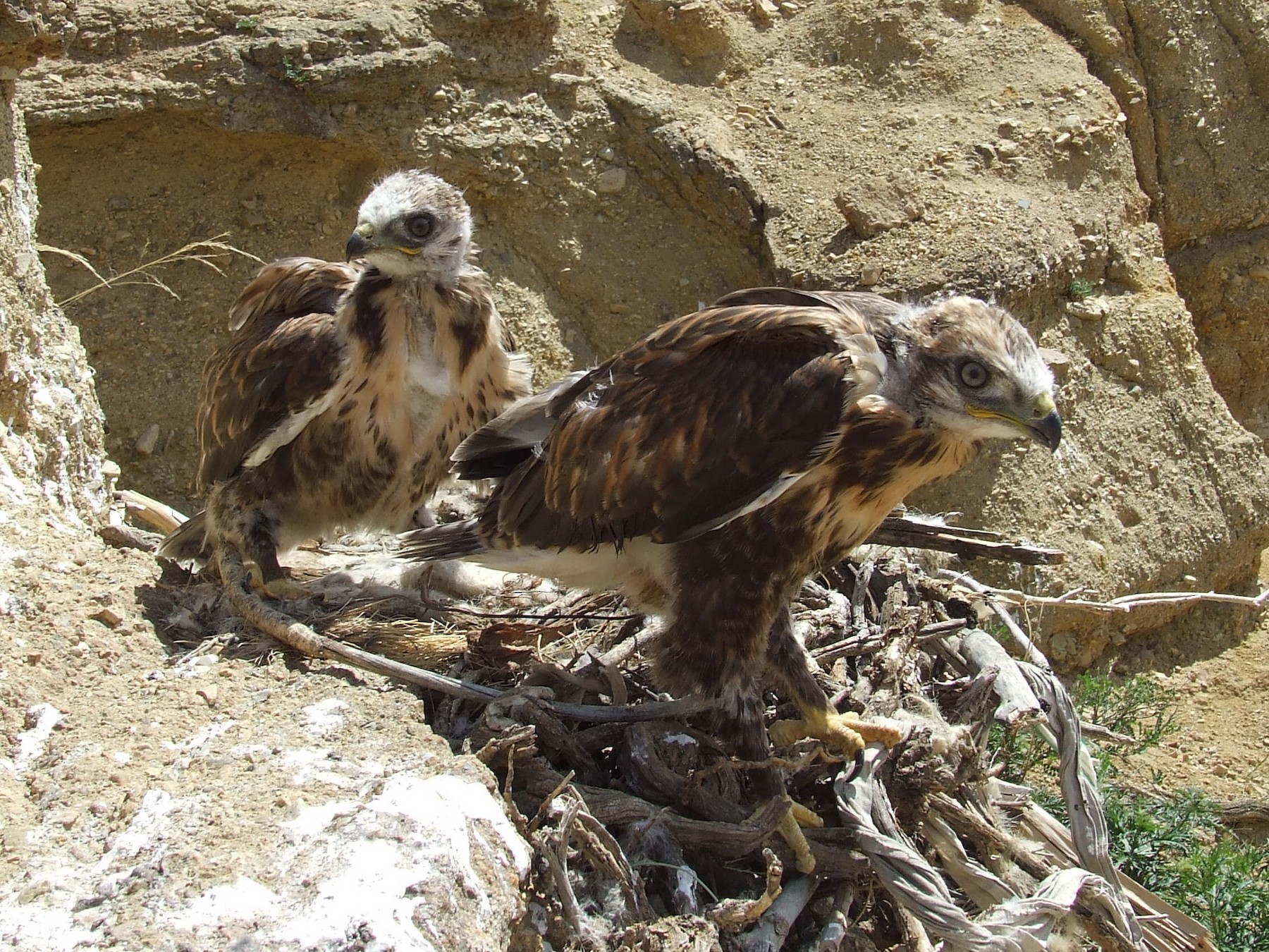Upland Buzzard - eBird