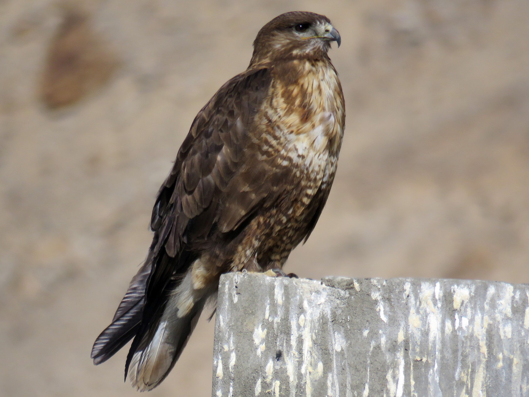 Upland Buzzard - eBird