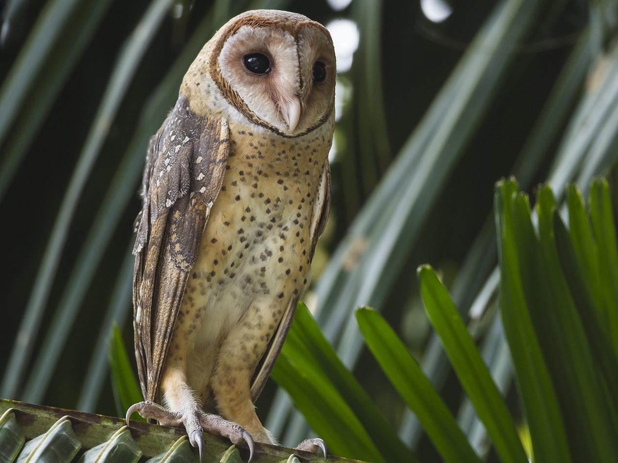 Andaman Masked-Owl - eBird