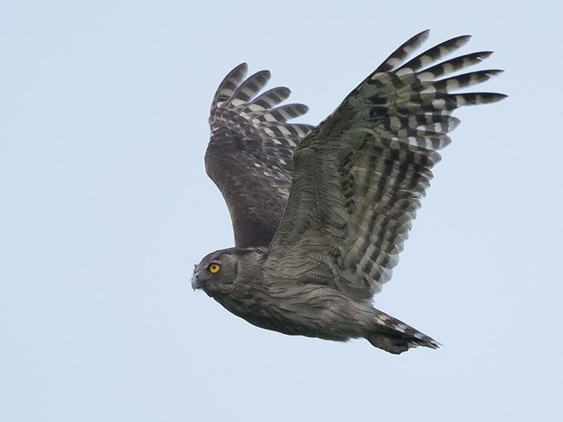 Asya Akça Puhusu - eBird