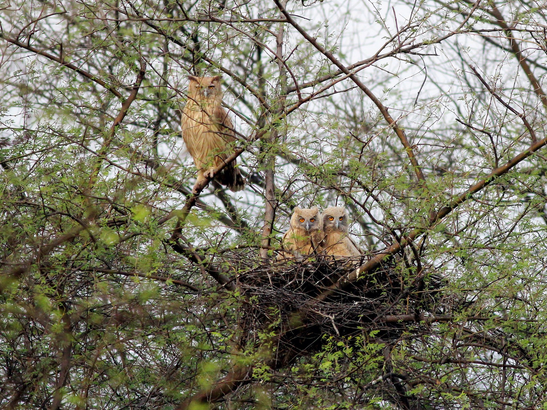 Búho de Coromandel - eBird