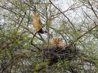 Dusky Eagle-Owl - eBird