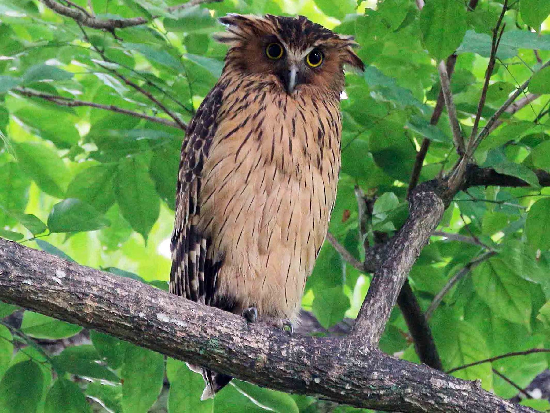 Buffy Fish-Owl - eBird