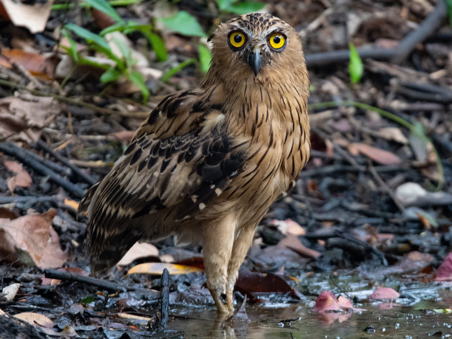 Buffy Fish-Owl - eBird
