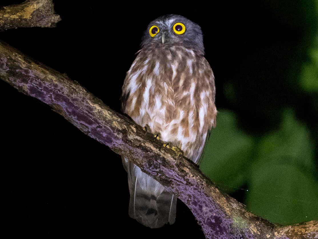 Andaman Boobook - eBird