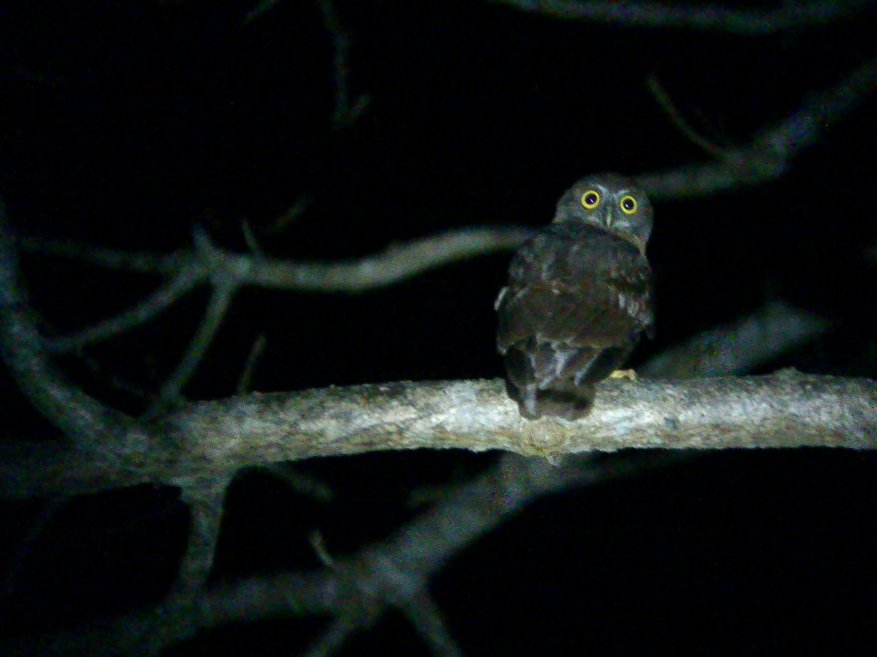 Andaman Boobook - eBird