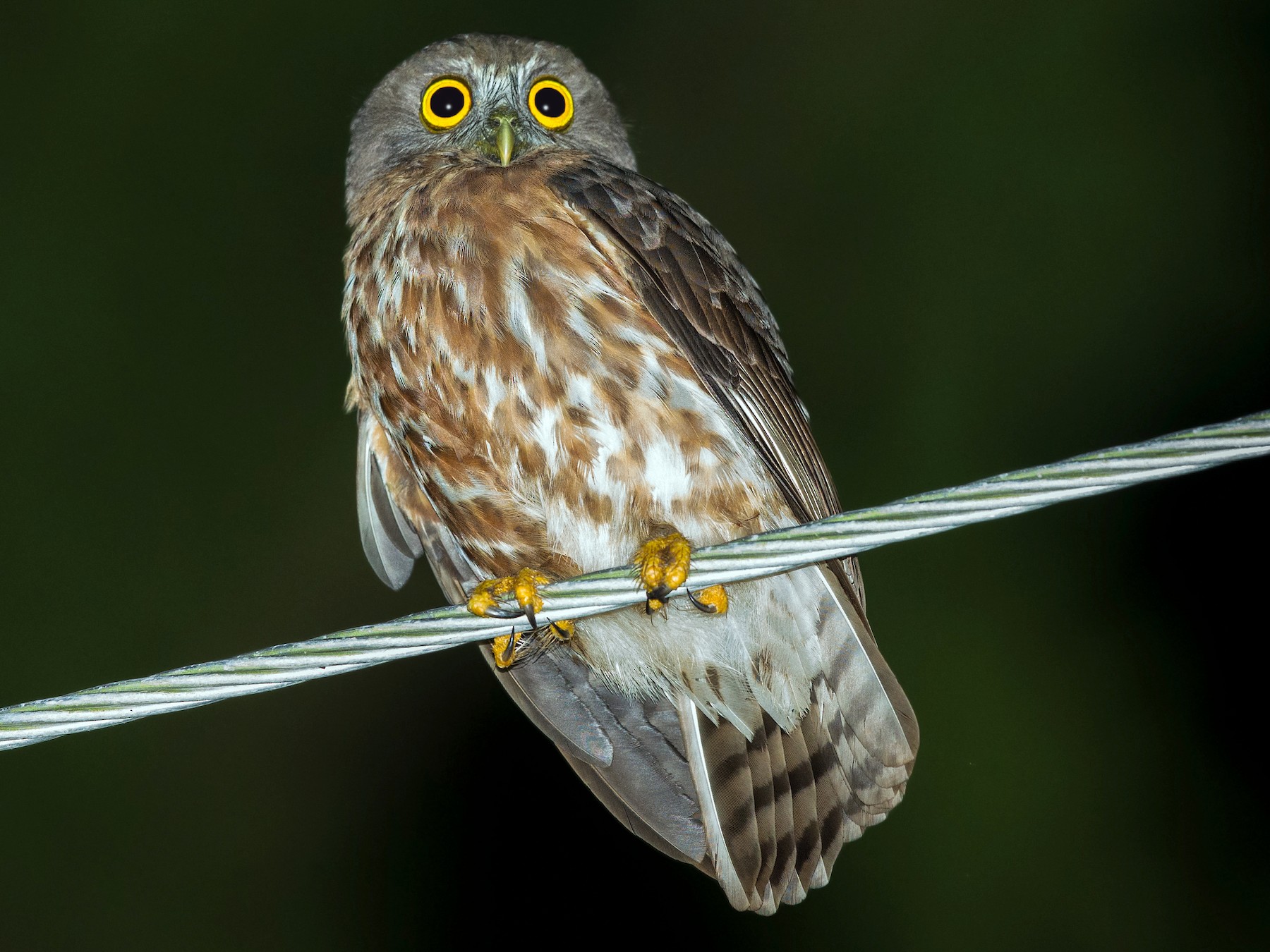 Andaman Boobook - eBird