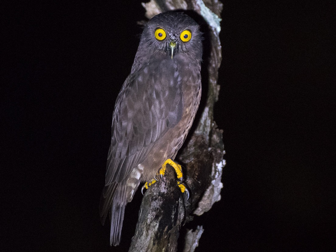 Hume's Boobook - Ninox obscura - Birds of the World