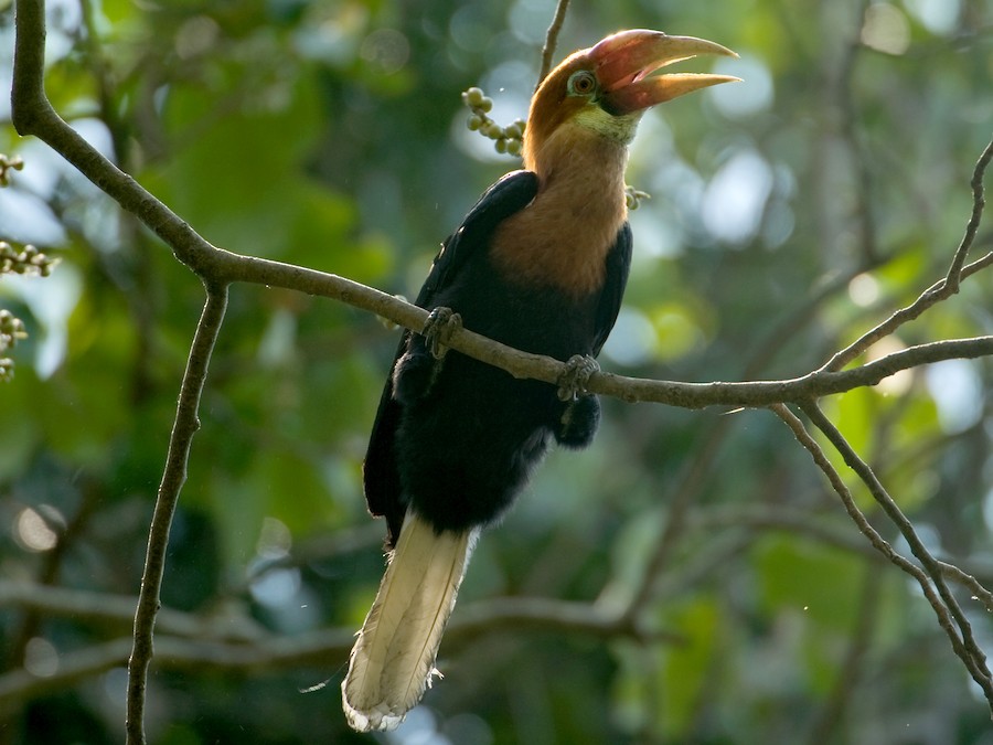 Narcondam Hornbill - eBird