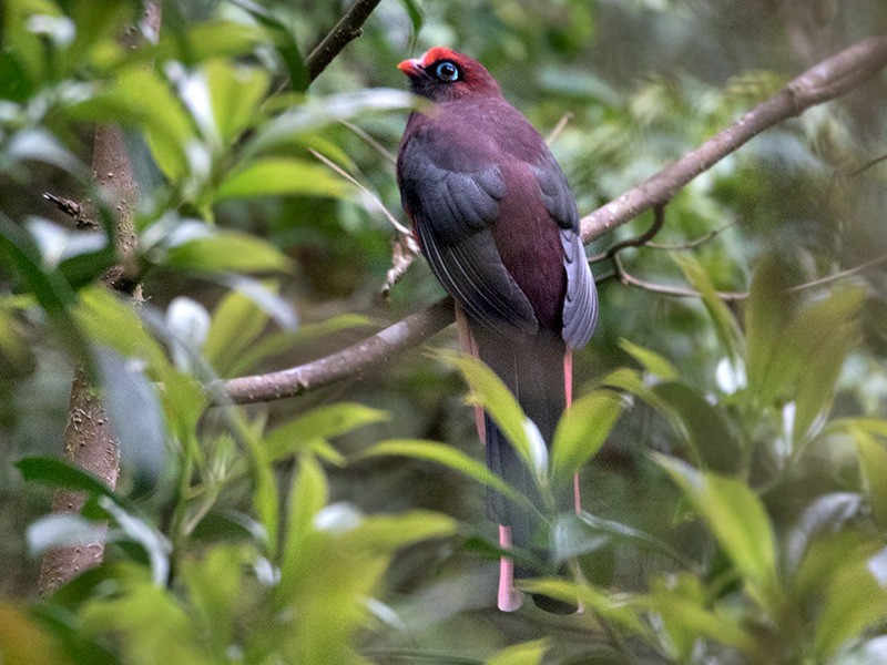 Ward's Trogon - eBird