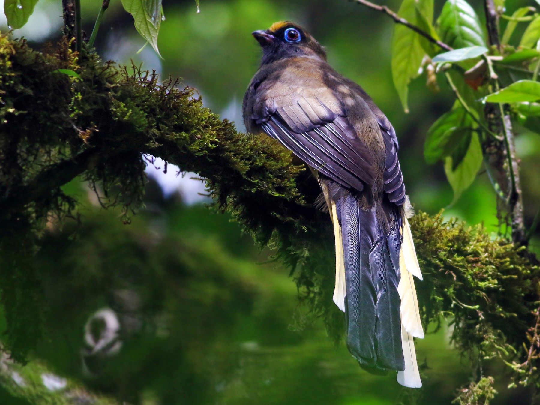 Ward's Trogon - eBird