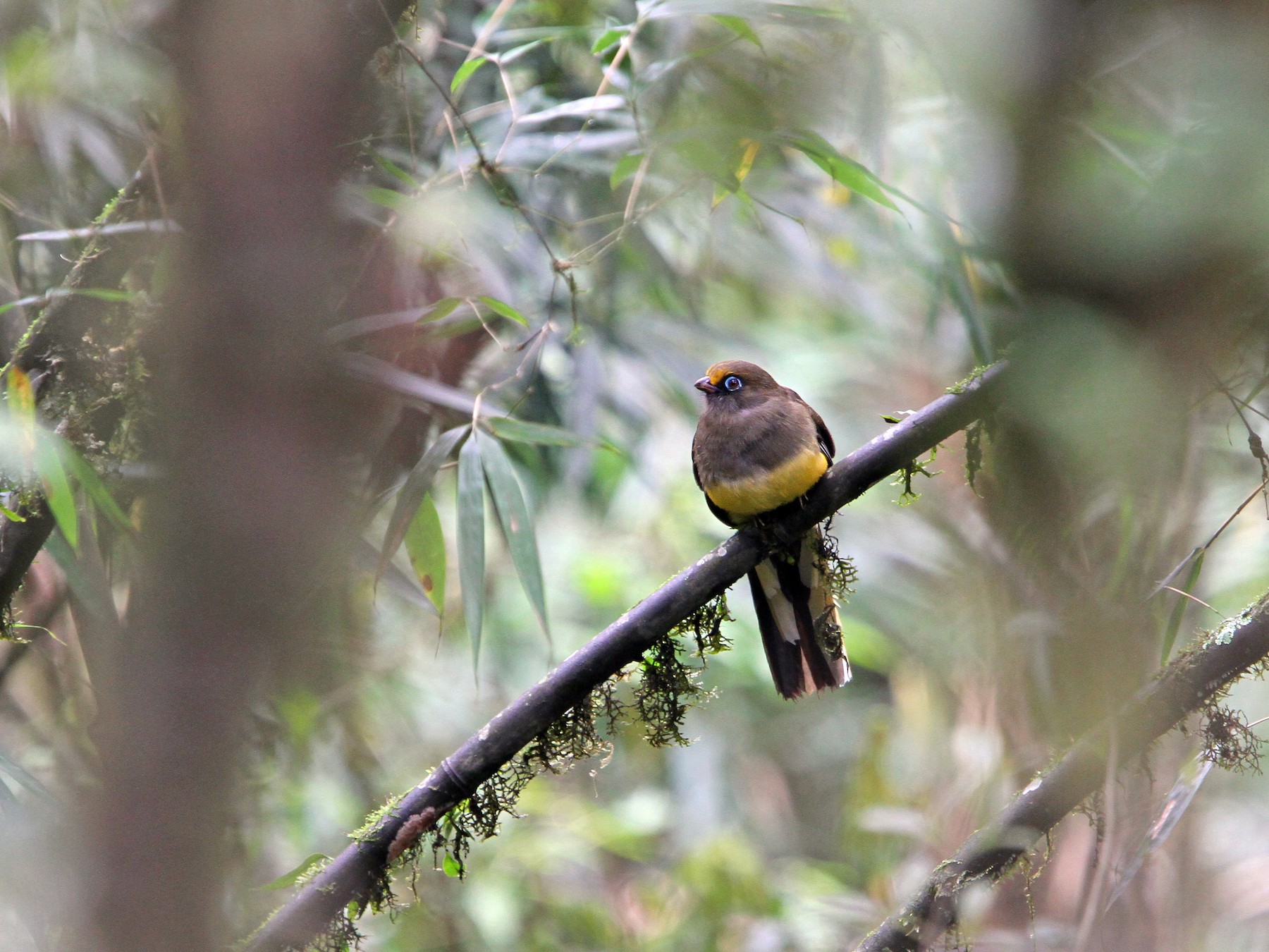 Ward's Trogon - eBird